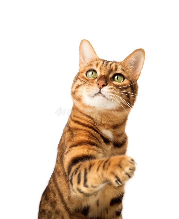 Bengal Cat on a White Background with a Raised Paw Stock Photo - Image ...