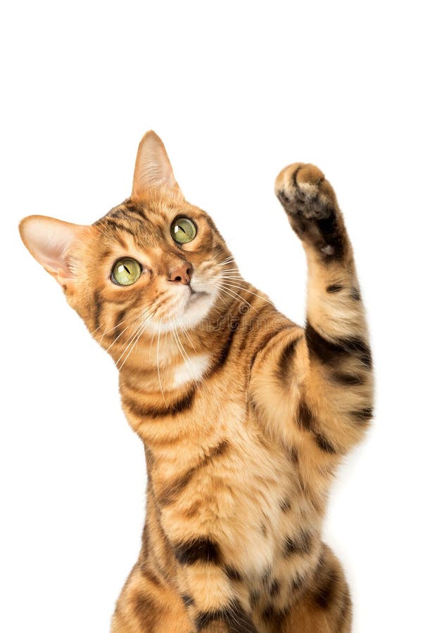 Bengal Cat with a Raised Paw on a White Background Stock Image - Image ...