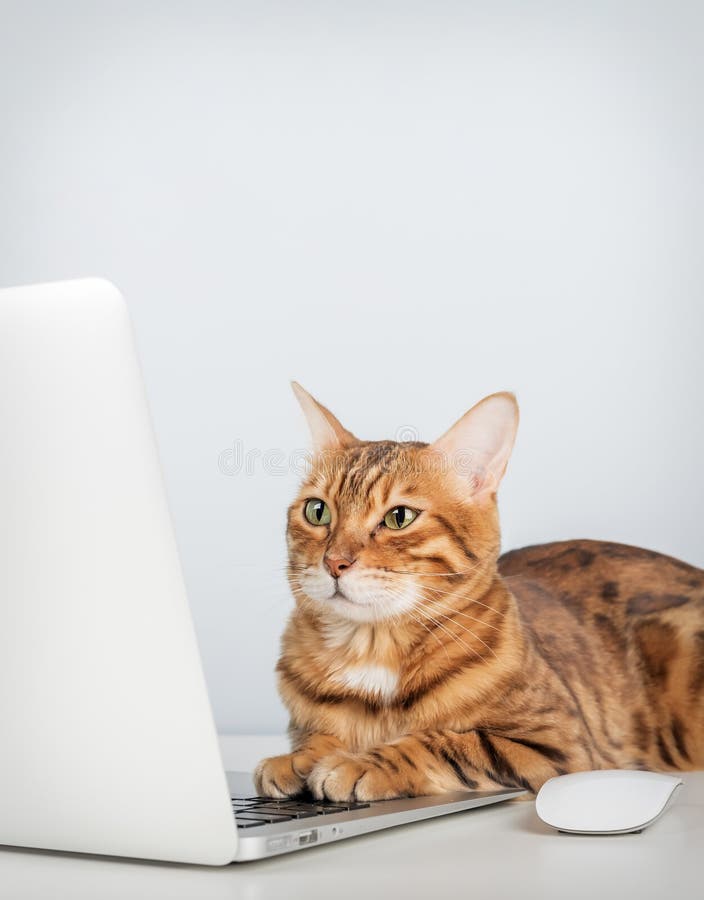 Bengal Cat Working at the Computer Stock Image - Image of clever ...