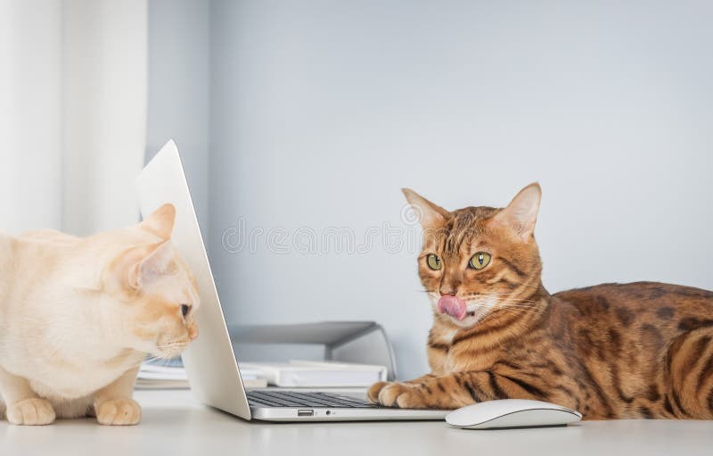 Bengal Cat Working on Computer Stock Photo - Image of store, distance ...