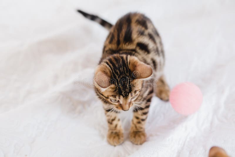 Bengal cats babys leopard stock image. Image of baby - 101305139