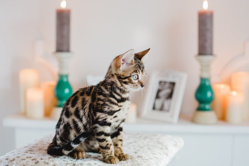 Bengal cats babys leopard stock image. Image of kitten - 101315511