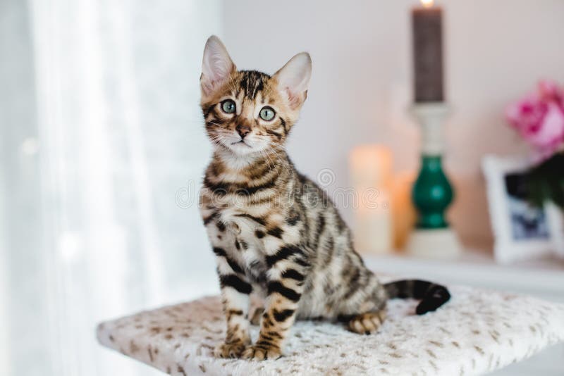 Bengal cats babys leopard stock photo. Image of studio - 101417934