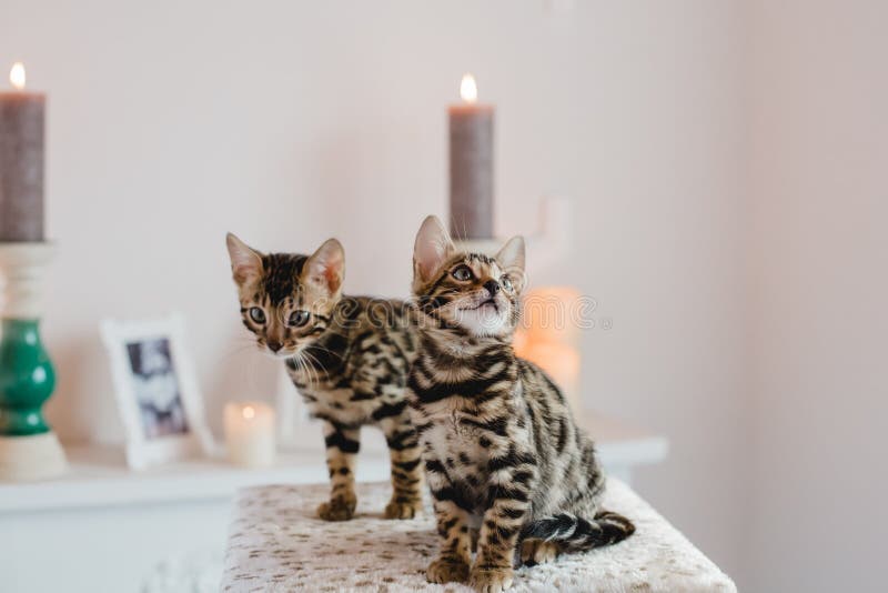 Bengal cats babys leopard stock image. Image of little - 101317715