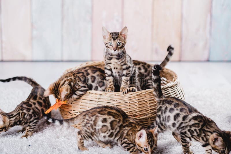 Bengal cats babys leopard stock photo. Image of tabby - 101481578