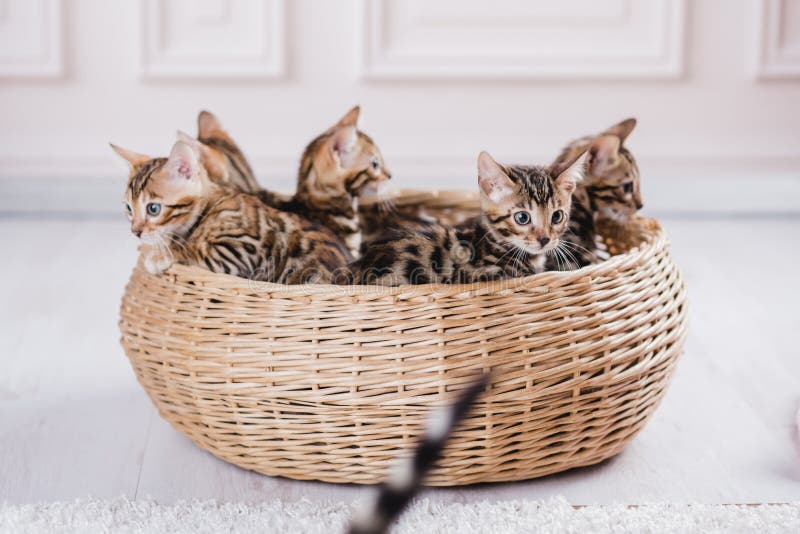 Bengal cats babys leopard stock photo. Image of adorable - 101481674