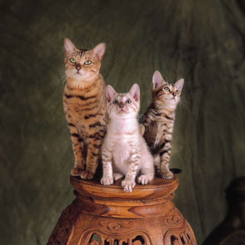 9,063 Bengal Cats Stock Photos - Free & Royalty-Free Stock Photos from ...