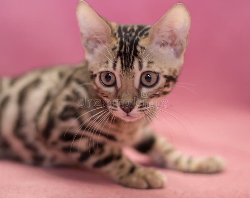 Bengal cats stock image. Image of kitten, background - 66631951