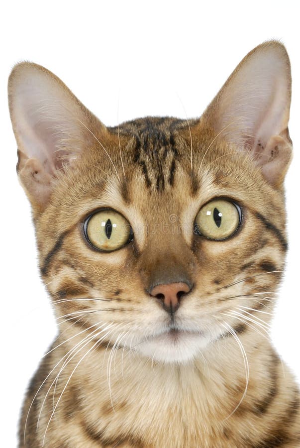 Bengal Cats - Tigers stock photo. Image of cats, kitten - 4387766