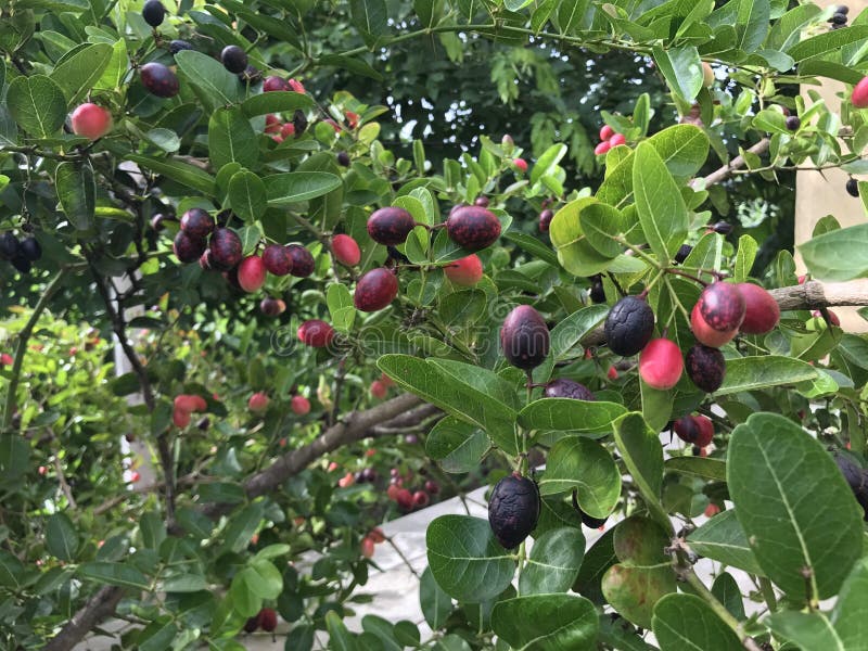 Bengal currant fruit stock photo. Image of fruit, karanda - 97850956