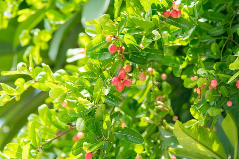 Bengal-Currants, Carandas-plum, Karanda Stock Image - Image of branch ...