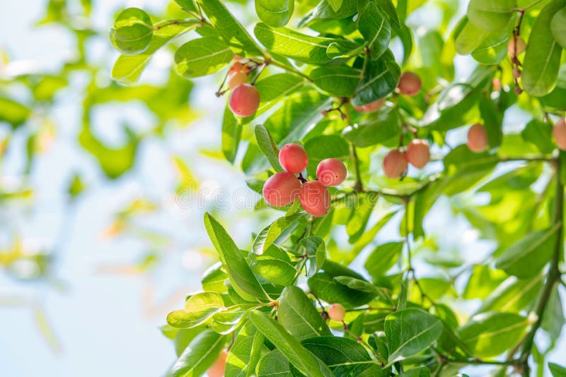 Bengal-Currants, Carandas-plum, Karanda Stock Photo - Image of ...