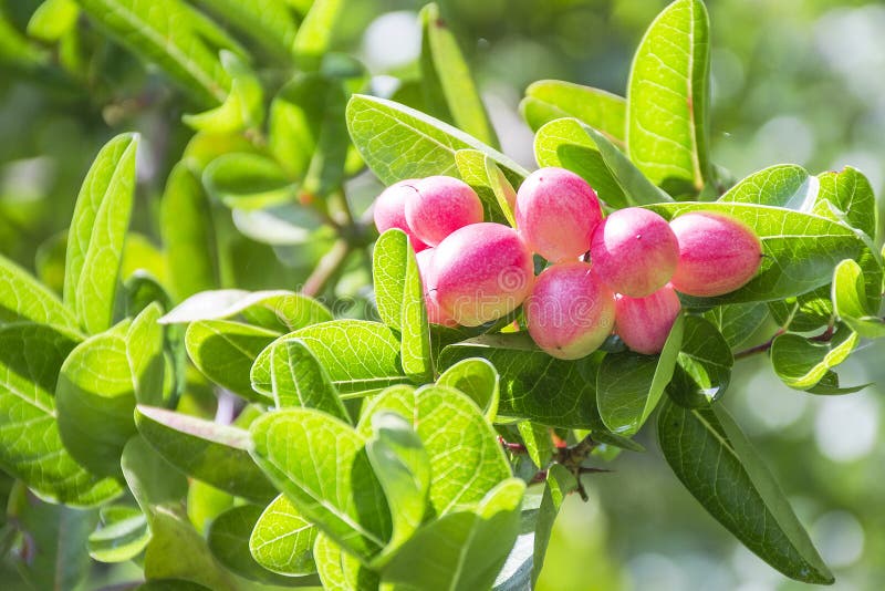 Bengal-Currants tree stock photo. Image of karanda, ripe - 128346096