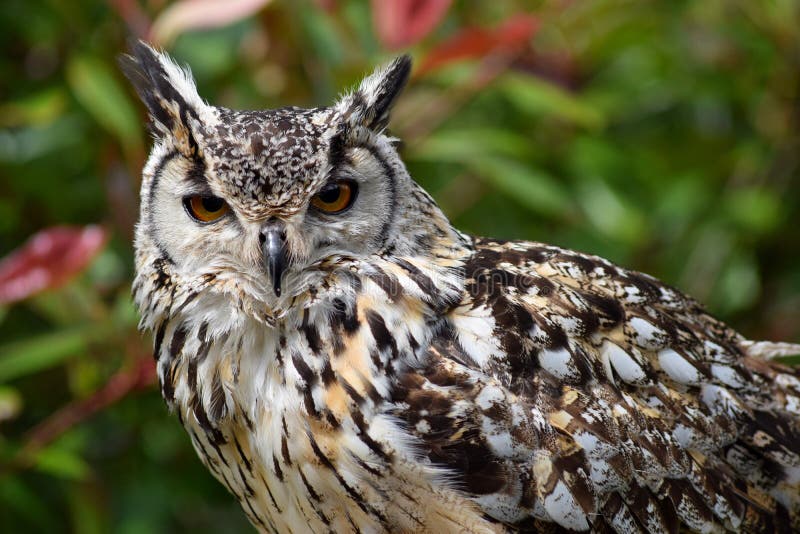 Bengal Eagle Owl stock image. Image of prey, bengal, bird - 94412083