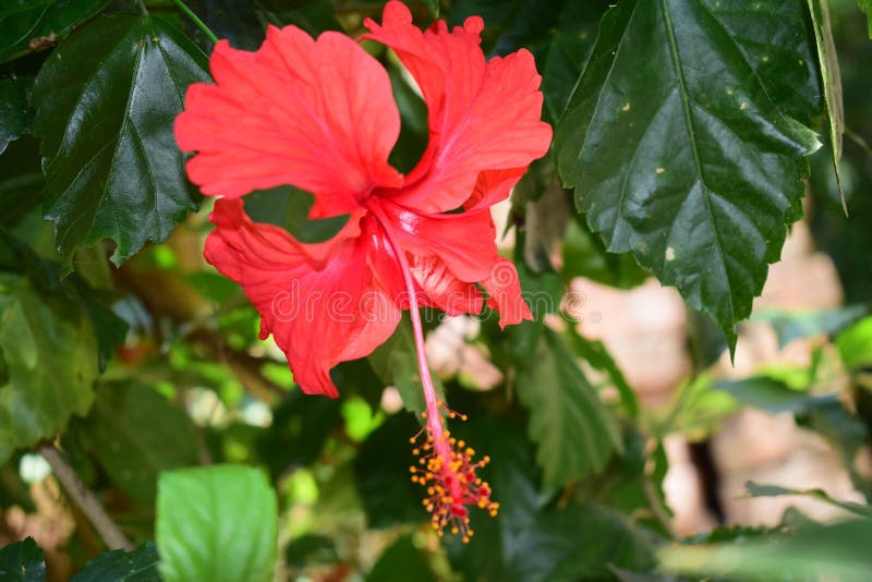 When Bengal Java Flower is Fully Blown Stock Image - Image of bengal ...