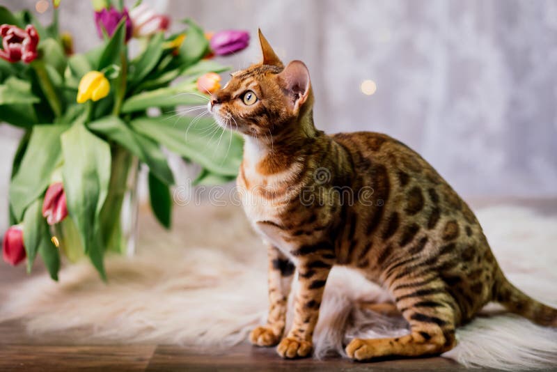 Bengal katt med blommor fotografering för bildbyråer. Bild av ...