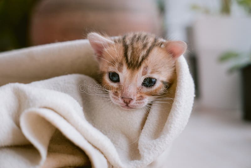 Bengal Kitten after Bath Wrapped in a White Towel Stock Image - Image ...