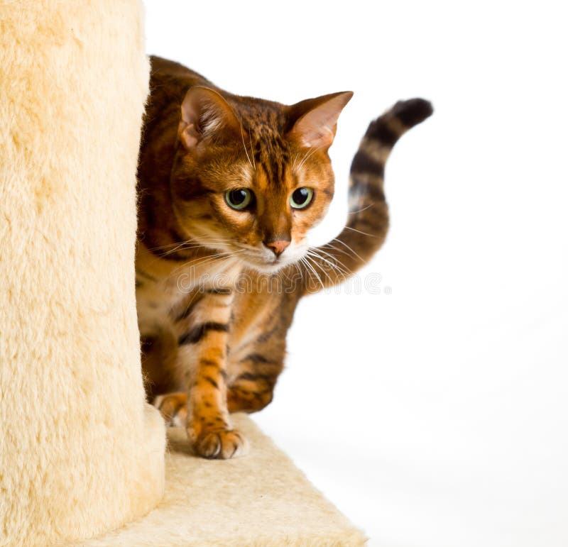 Bengal Kitten Creeps Round Corner Stock Photo - Image of cross ...
