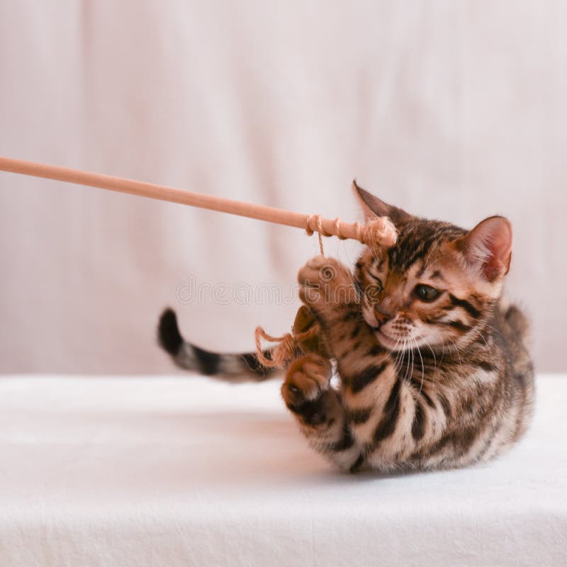 Bengal Cat Holding an Iron with Its Paws Stock Image - Image of ...