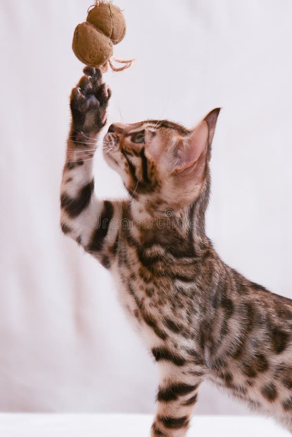 Bengal Cat Holding an Iron with Its Paws Stock Image - Image of ...