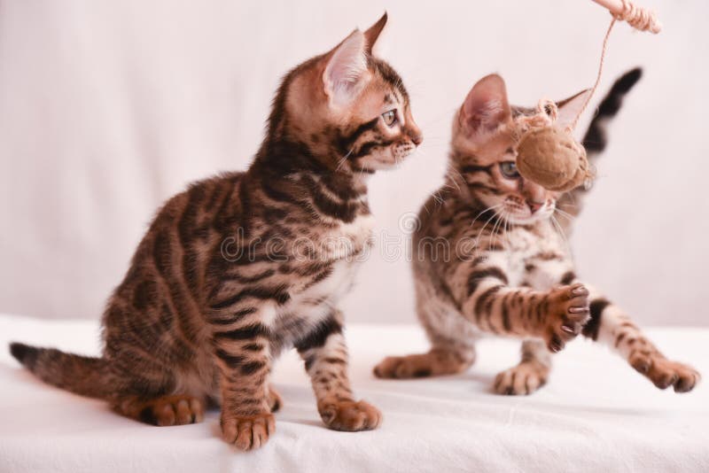 Bengal Cat Holding an Iron with Its Paws Stock Image - Image of ...
