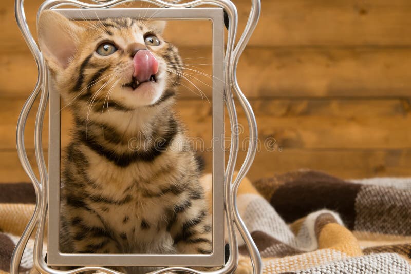 Cat Lick Screen Stock Photos - Free & Royalty-Free Stock Photos from ...