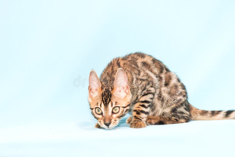 Bengal Kitten Playing on a Blue Background. Cute Purebreed Cat Stock ...