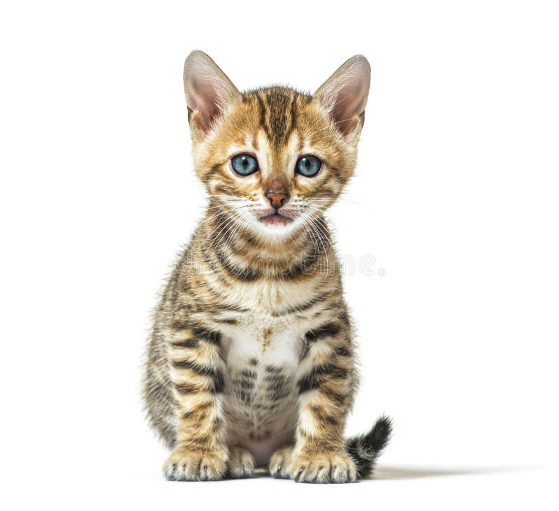 Bengal Kitten Sitting Facing at the Camera, Six Weeks Old, Isolated ...