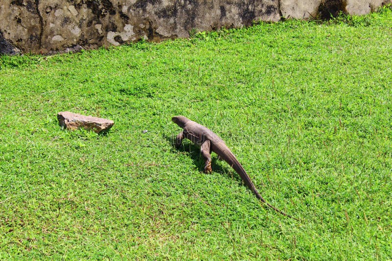 Bengal monitor stock photo. Image of lizard, creep, animal - 10469104