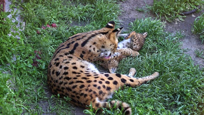 Bengal Serval Playing with His Baby. Wild Cat Stock Video - Video of ...