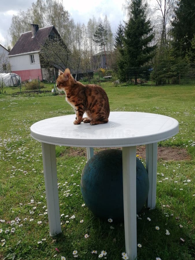 A Bengal Sitting on the Plastic Table in the Garden Stock Image - Image ...