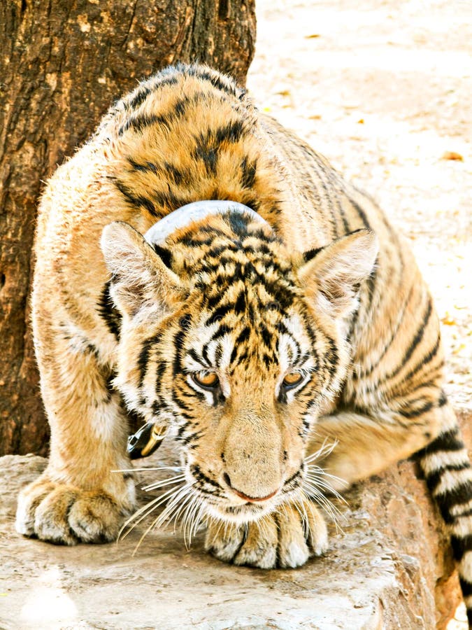 Tamed Tiger