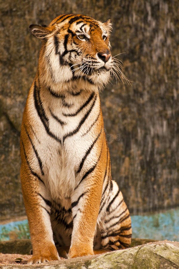 Bengal Tiger stock photo. Image of animal, carnivore - 18988106