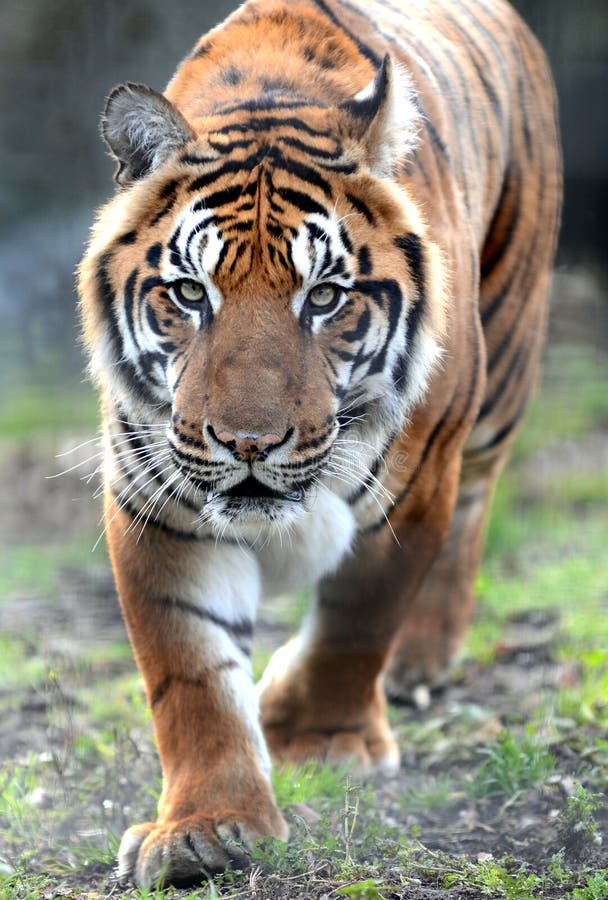 Bengal Tiger stock photo. Image of tiger, stripes, carnivore - 22840256