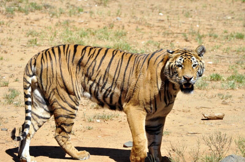 Bengal Tiger stock image. Image of mammal, creature, organism - 7613367