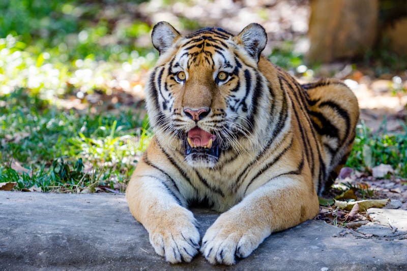 Bengal Tiger stock image. Image of captivity, nature - 73991063