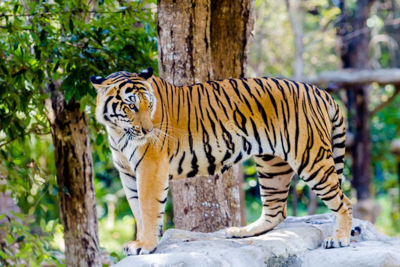 Bengal Tiger stock image. Image of beast, panthera, eyes - 83916587