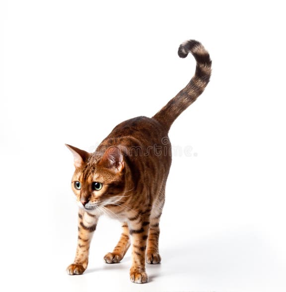 Bengal Tiger Cat Staring at Invisible Object Stock Photo - Image of ...