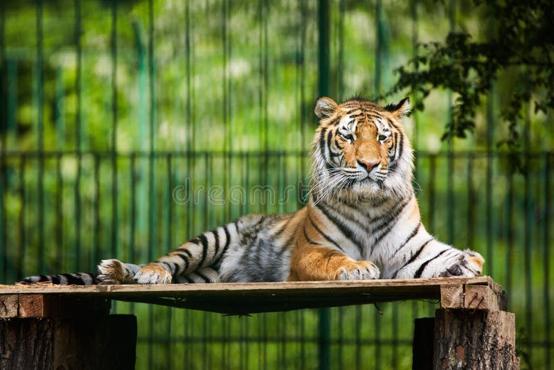 Bengal tiger chilling out stock photo. Image of relax - 72058606