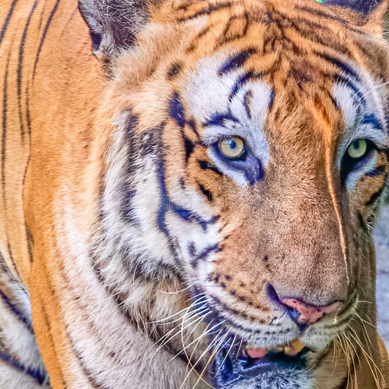 Bengal Tiger a close up stock photo. Image of claw, photogenic - 232909212