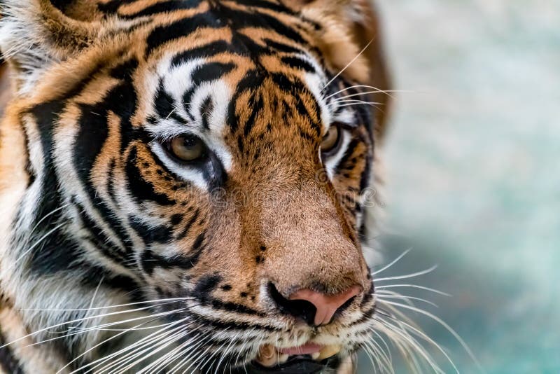 Capybara stock photo. Image of animal, herbivore, rotund - 90062696