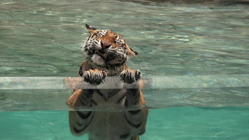 Bengal Tiger Cooling Down in Outdoor Pool Stock Video - Video of large ...
