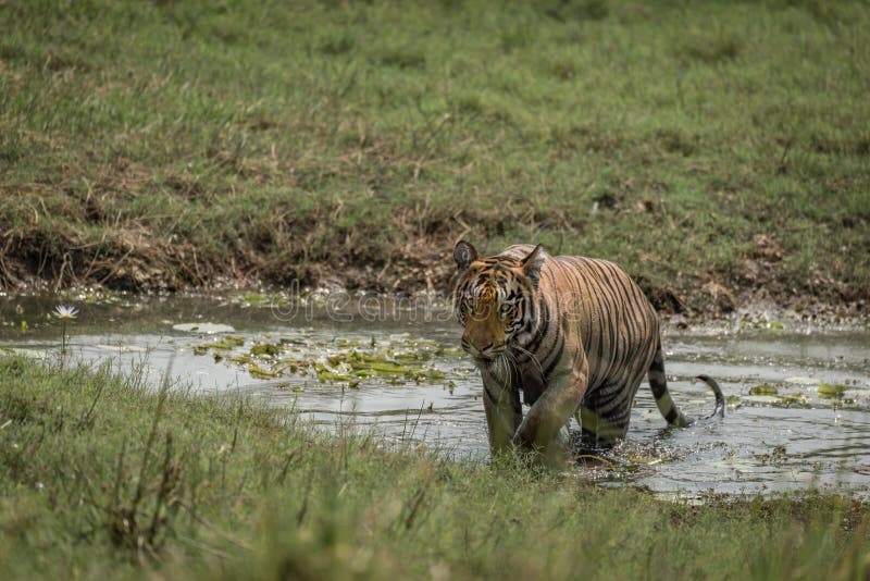 Bengal Tiger Crosses Stream in Sunny Meadow Stock Photo - Image of ...