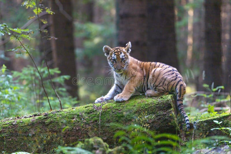Bengal Tiger Cub is Posing on a Fallen Tree Trunk Stock Image - Image ...