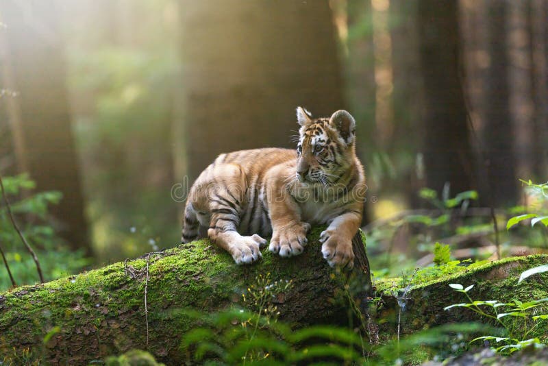 Bengal Tiger Cub is Posing on an Old Tree Stock Image - Image of bengal ...