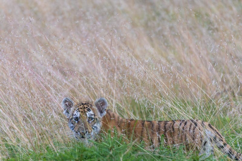 Bengal Tiger Cub is Posing in the Tall Grass Stock Photo - Image of ...