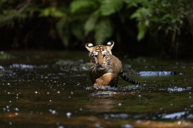 Bengal Tiger Cub is Running in the River Against the Camera Stock Image ...