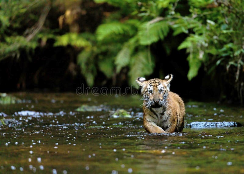 Bengal Tiger Cub is Walking in the River Stream Stock Photo - Image of ...