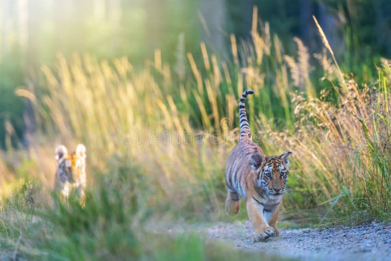Bengal Tiger Cubs on a Walk Outdoors Stock Photo - Image of face ...