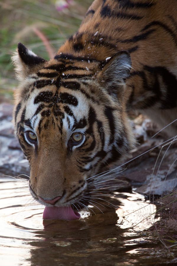 Tiger drinking water stock photo. Image of close, beautiful - 14085014